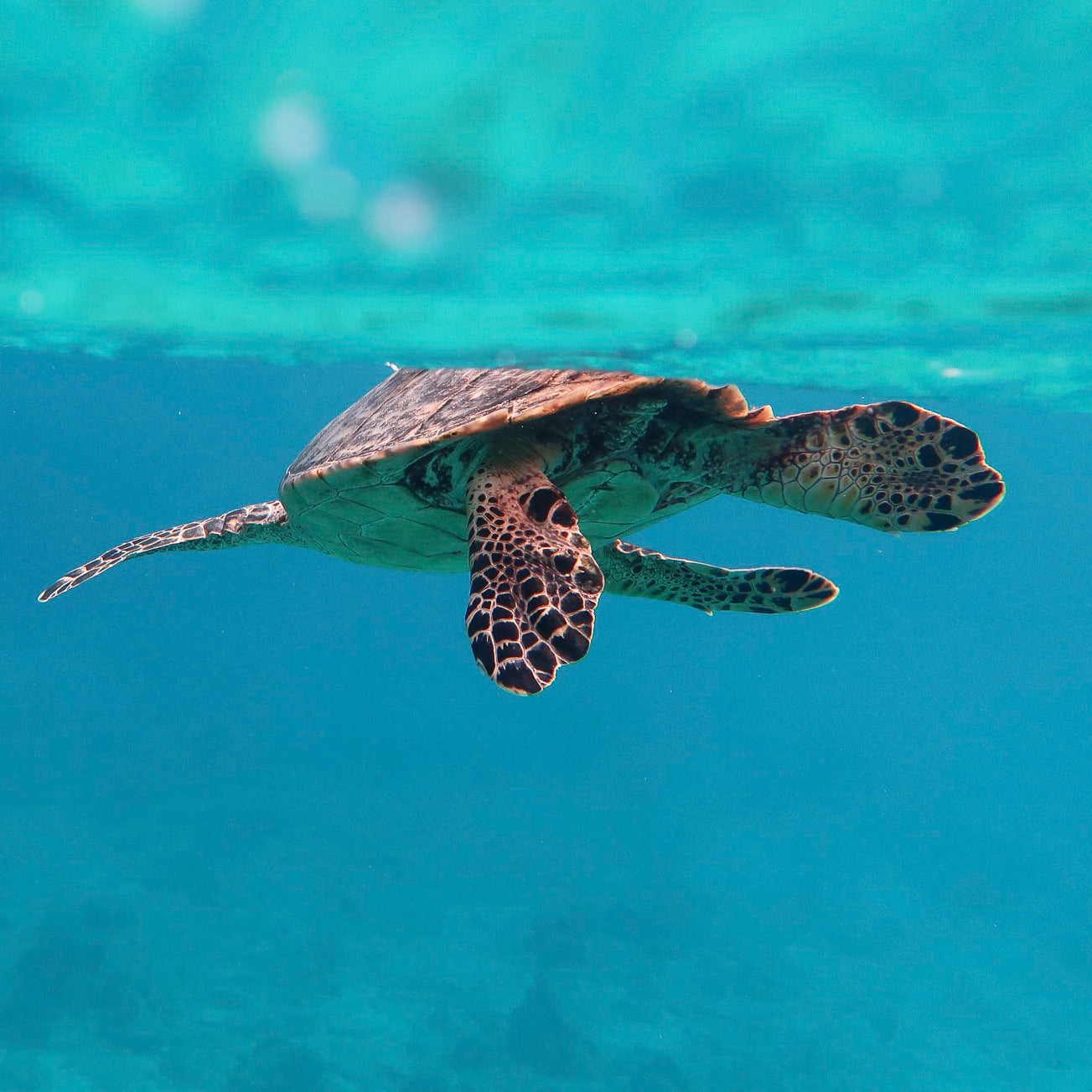 Sale Rack – Octopus Ink